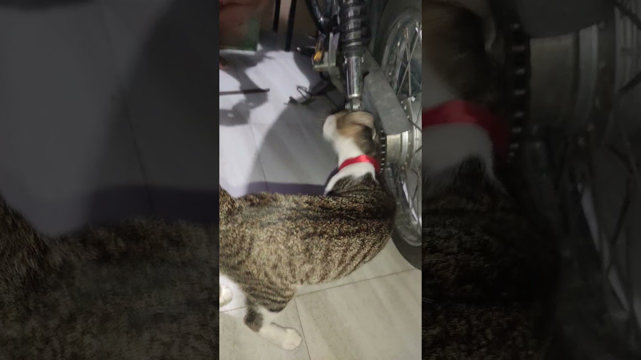 Aaaaa what my cat here - YouTube