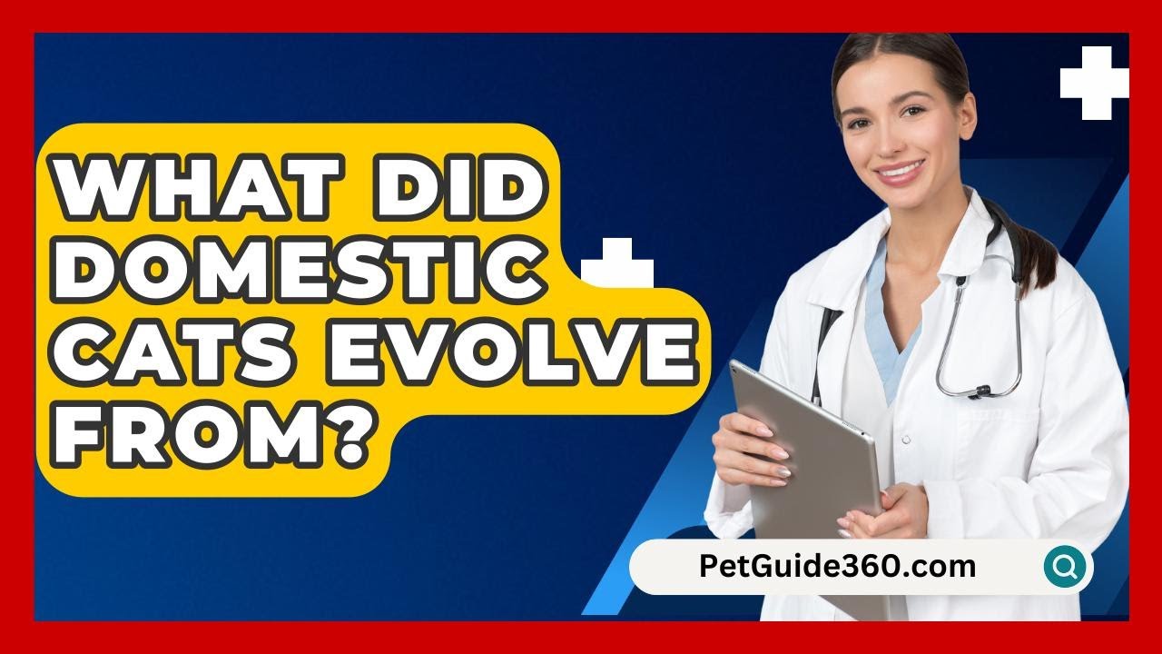 What Did Domestic Cats Evolve From? - PetGuide360.com - YouTube