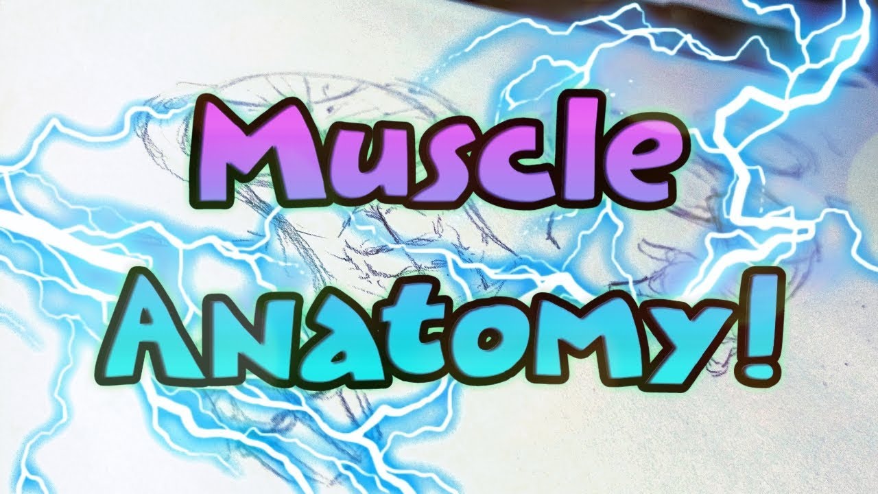 Anatomy On muscles for your Fursona! - YouTube