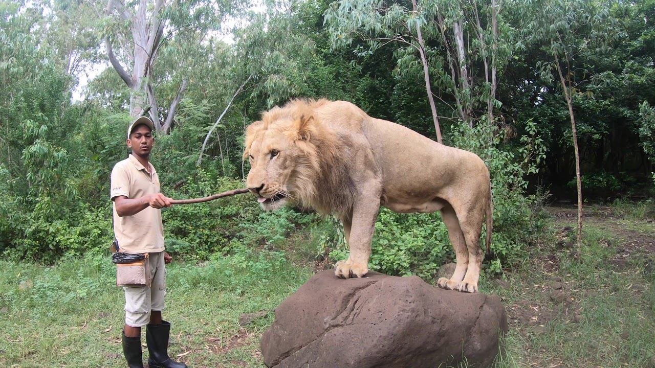 walking with lions in Mauritius! Must try! - YouTube