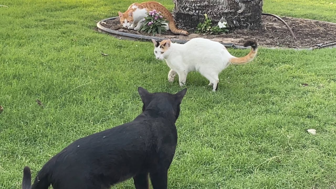 Why do cats fight | real cats fight | - YouTube