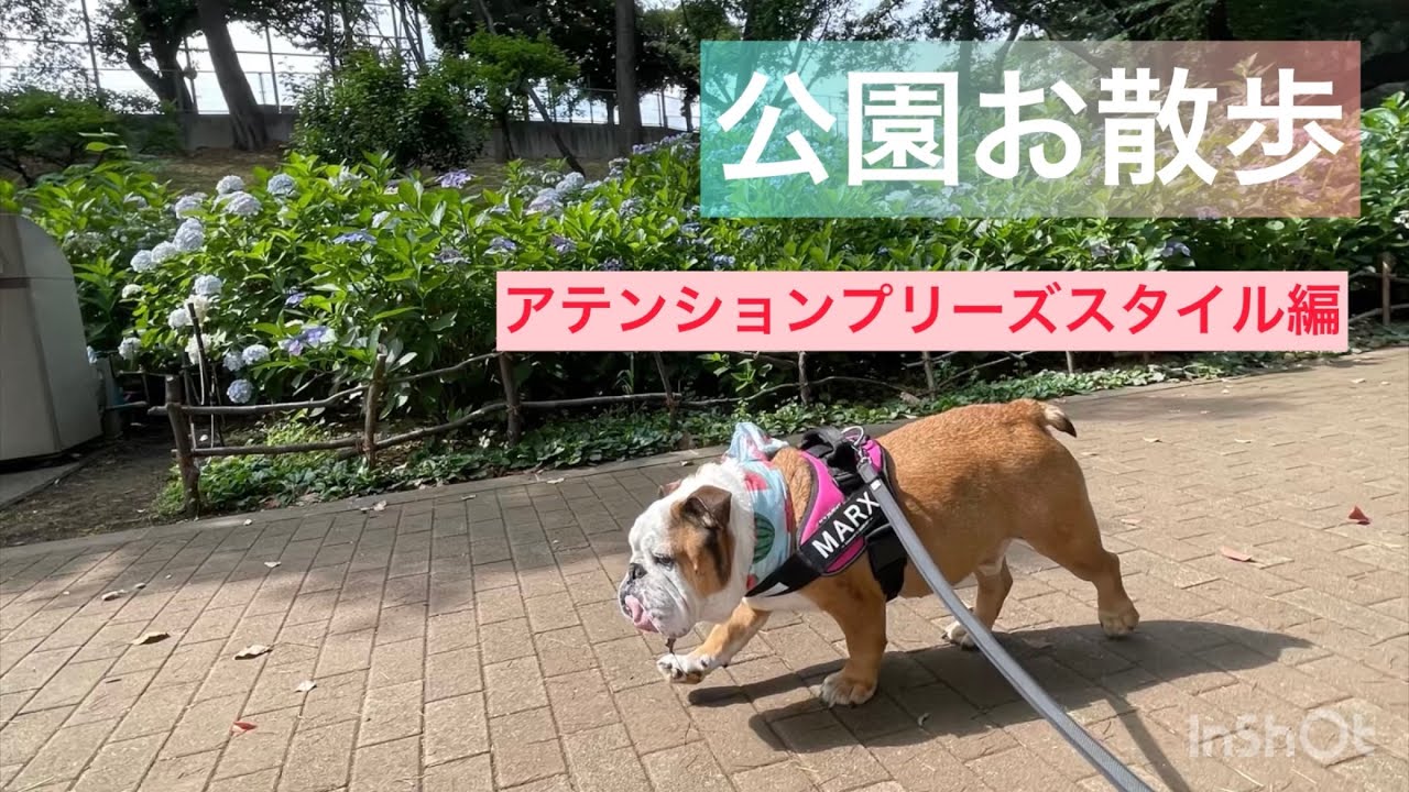 アテンションプリーズスタイルで公園にお散歩に行きました！【ブルドッグ マルクスbulldog MARX 拡張型心筋症dilated ...