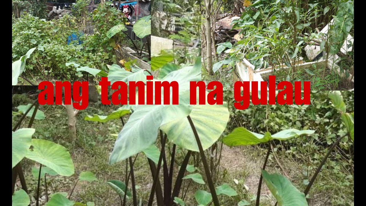 Ang munting mga tanim na gulay - YouTube