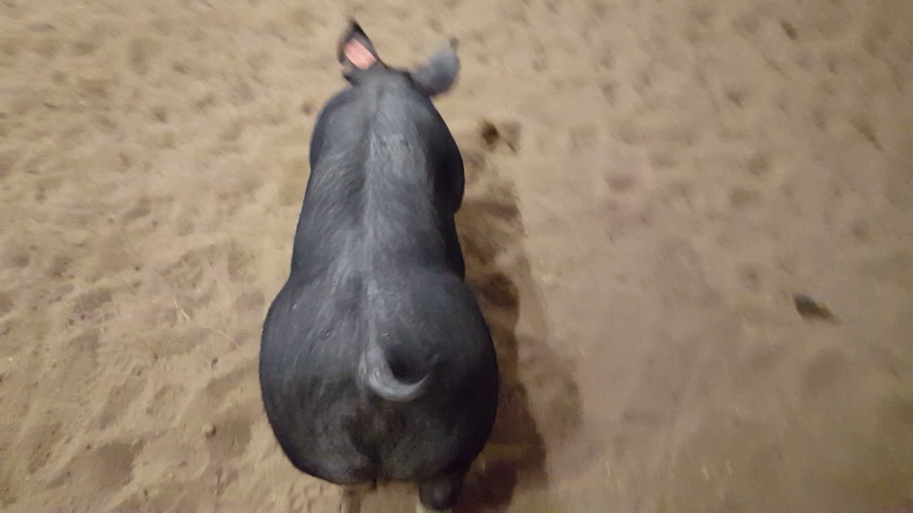 Walking My FFA Pig - YouTube