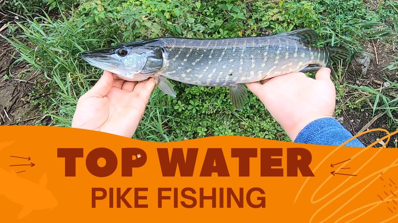 Pike top water bite on frog #shorts - YouTube