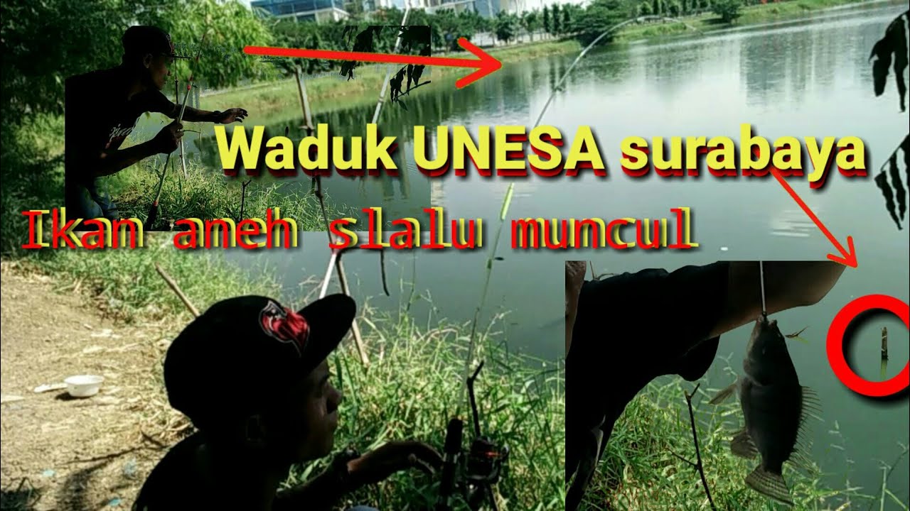 Mancing Dihantui Ikan Aneh Waduk Unesa Surabaya Youtube