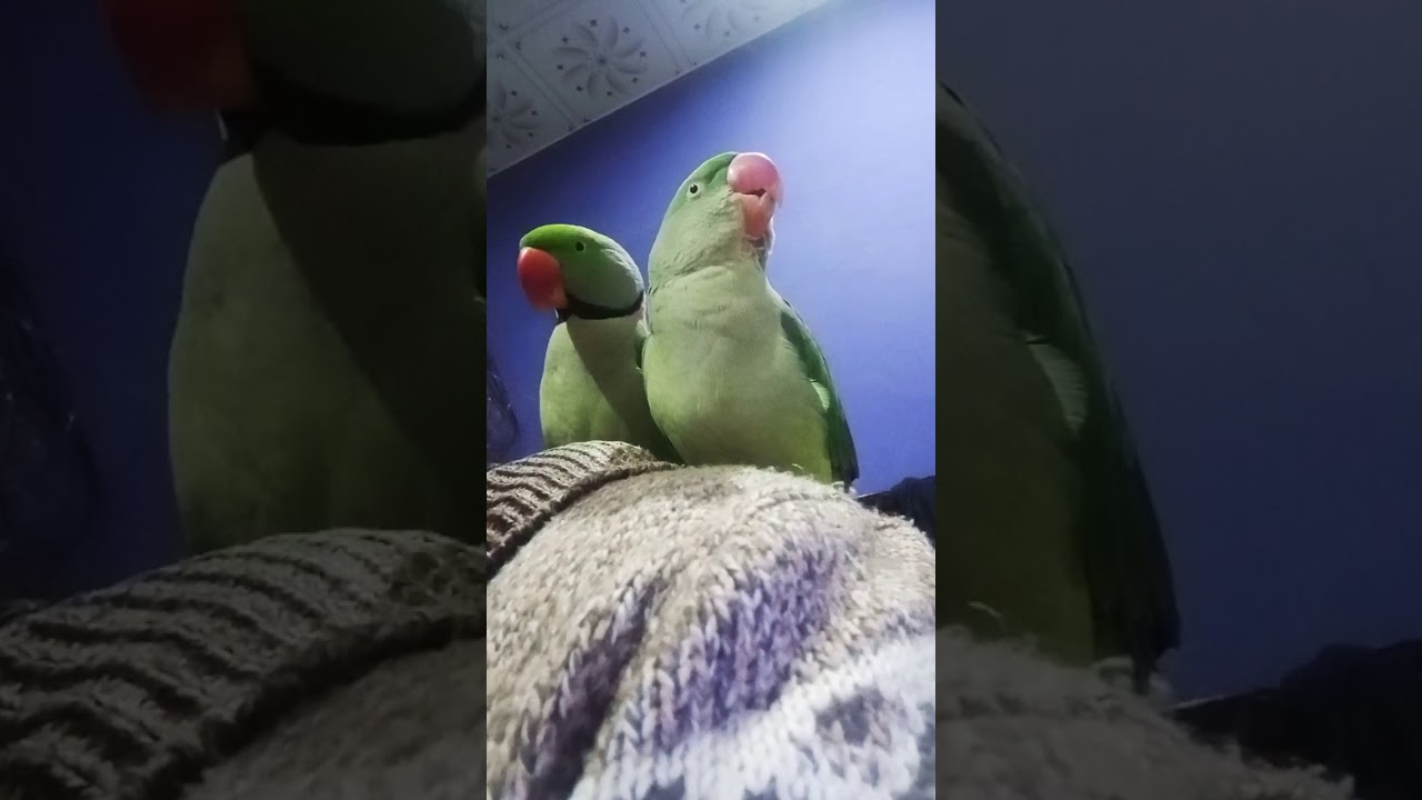 Tickle Rio when feel comfortable😊😊😍😍😍💓 - YouTube