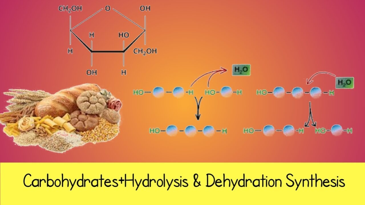 Carbohydrates+Dehydration Synthesis & Hydrolysis | FFSS - YouTube