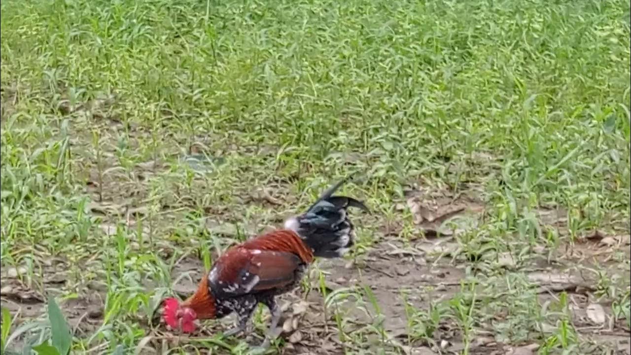 Los peb saib kuv tus me nyuam qaib txaij dua - YouTube