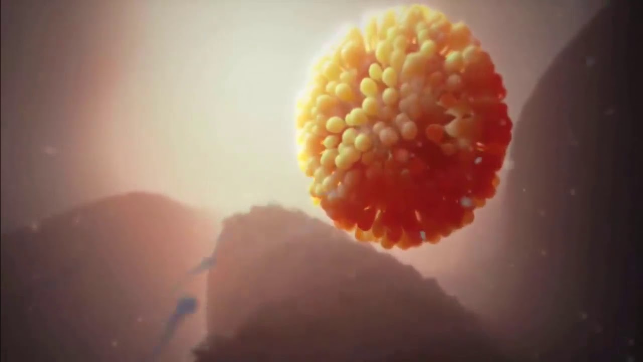 Human Fertilization Process - YouTube