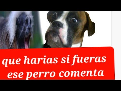Videos de risa mono vs perro -los monos más chistosos del mundo que ...