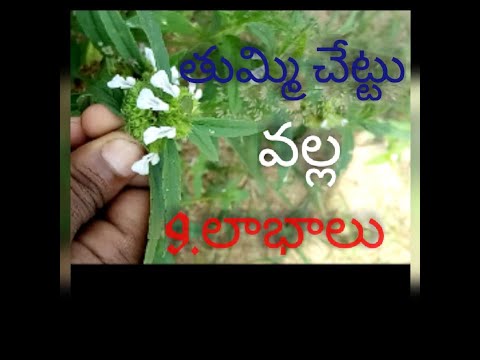 tummi chettu valla labhalu, తుమ్మి చెట్టు వల్ల లాభాలు - YouTube