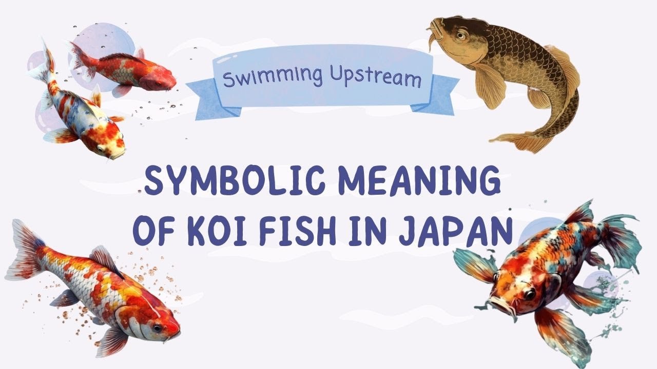 Swimming Upstream Understanding The Symbolic Meaning Of Koi Fish In swimming-upstream-understanding-the-symbolic-meaning-of-koi-fish-in