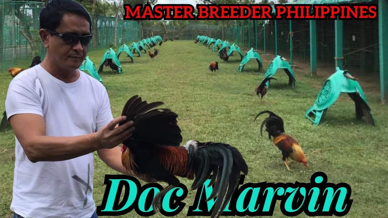 Doc Marvin Farm - Master Breeder in Philippines - YouTube