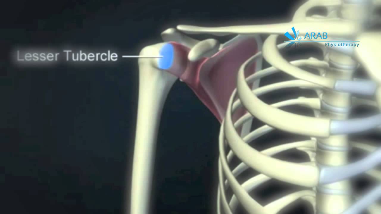 العضلة تحت الكتفيه subscapularis muscle animation 10Youtube com - YouTube