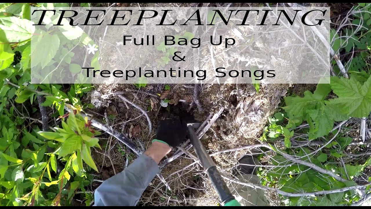 Tree Planting: one hour full bag up & Treeplanting Songs - YouTube