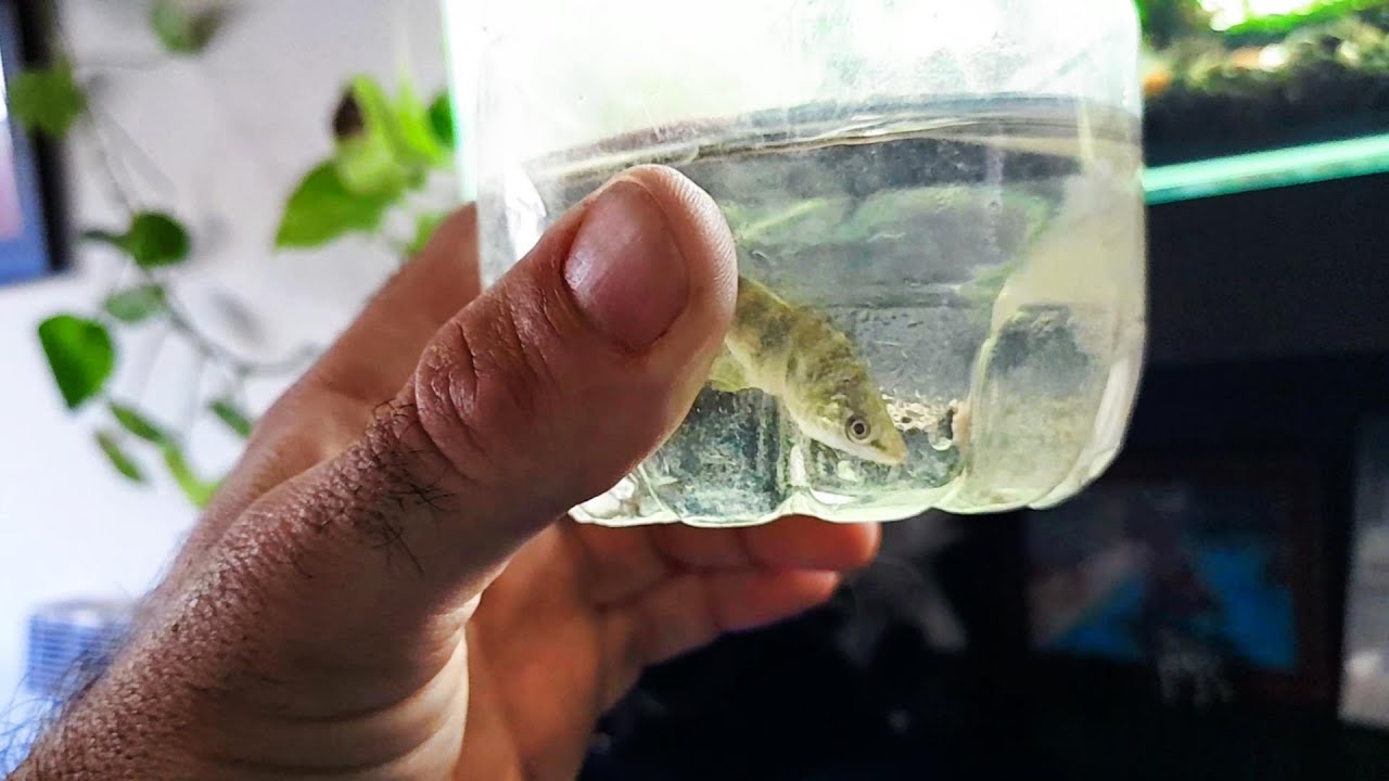 RECOLECTANDO INSECTOS, PLANTAS Y PECES, ACUARIO URBANO, PESCA URBANA ...