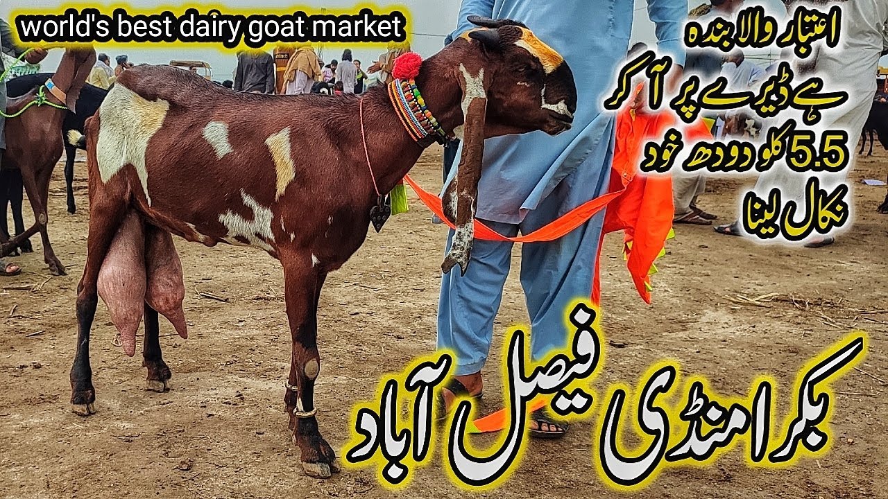 faisalabad bakra mandi | world's best dairy goat market | bakri Wala ...