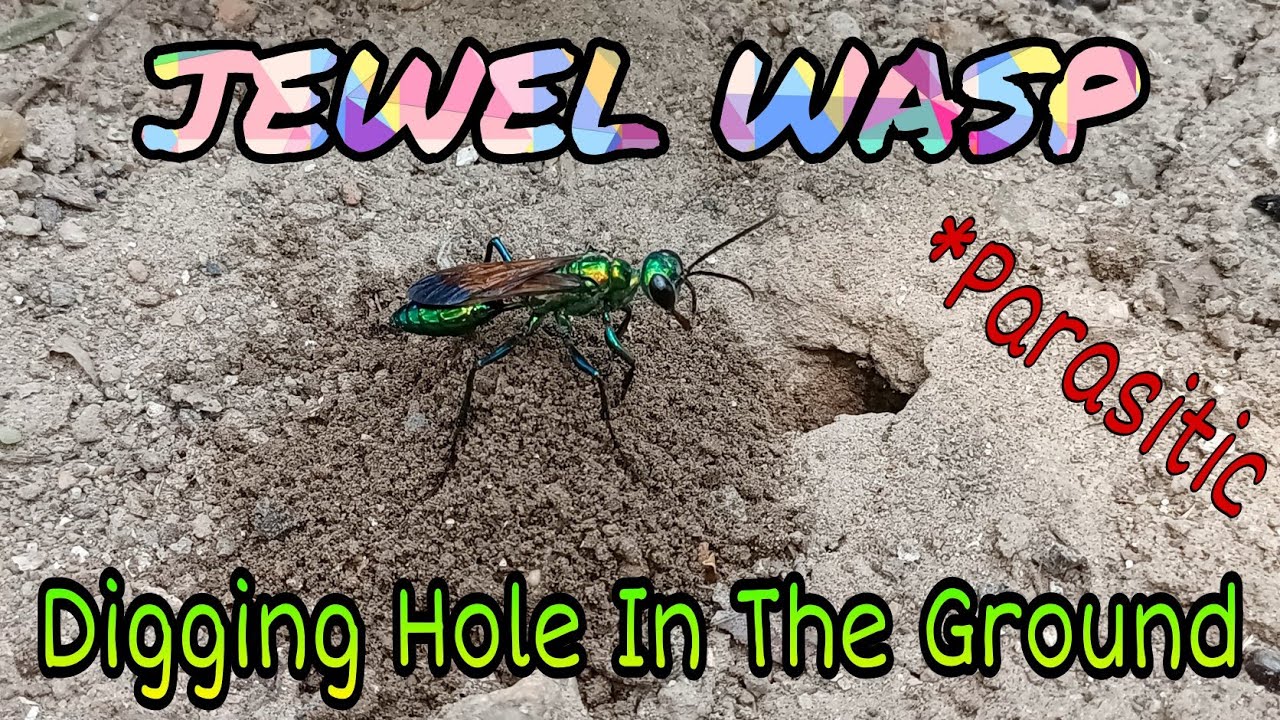 Jewel Wasp/ Emerald Cockroach Wasp - Digging hole in the ground - YouTube