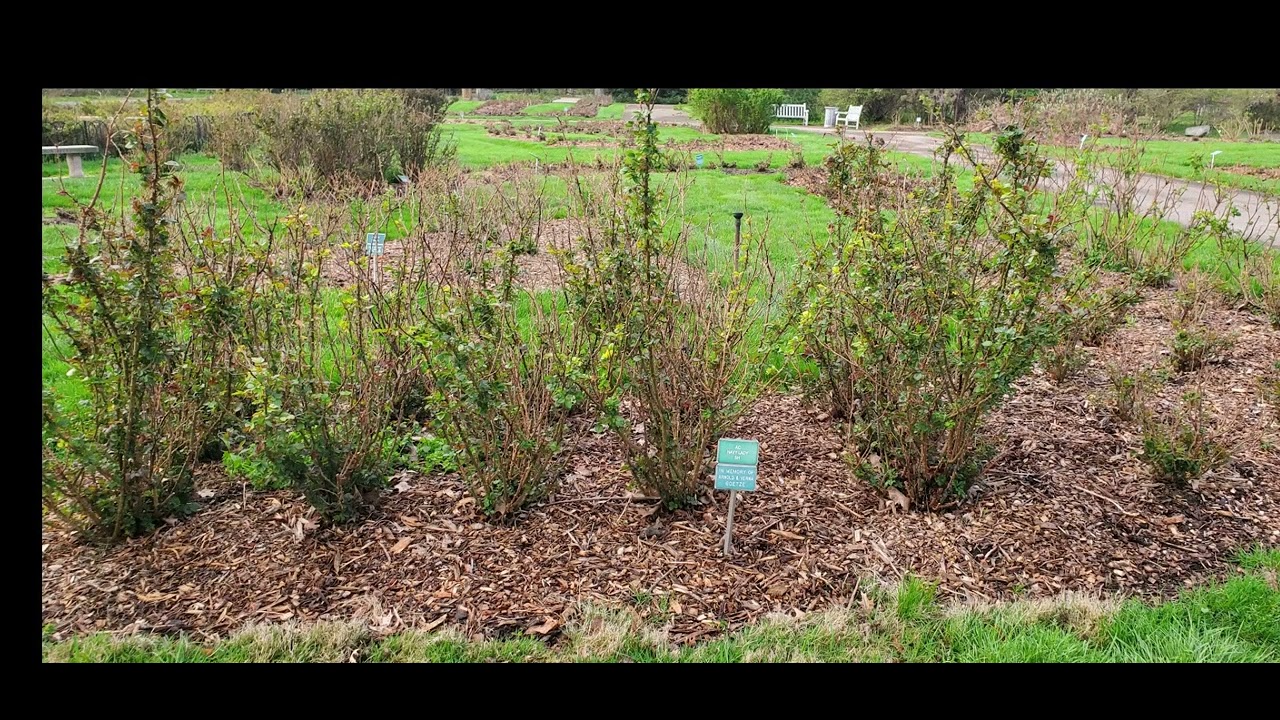 Park of Roses Navy Lady Flower Bed - YouTube