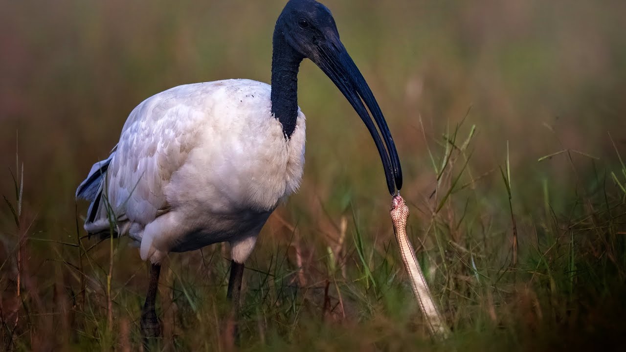 Black headed Ibis swallowed live snake - YouTube