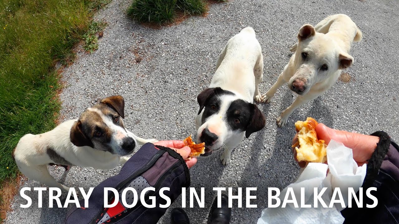 Feeding stray dogs on my motorcycle tour. Yamaha FZS1000. - YouTube