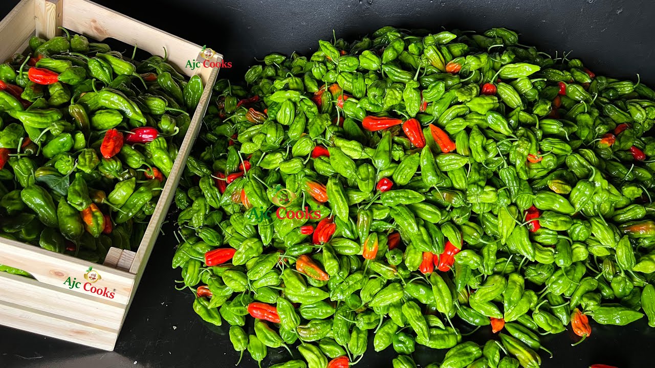 The Biggest Hot Pepper | Naga chilli | Naga Morich Harvest From Back ...