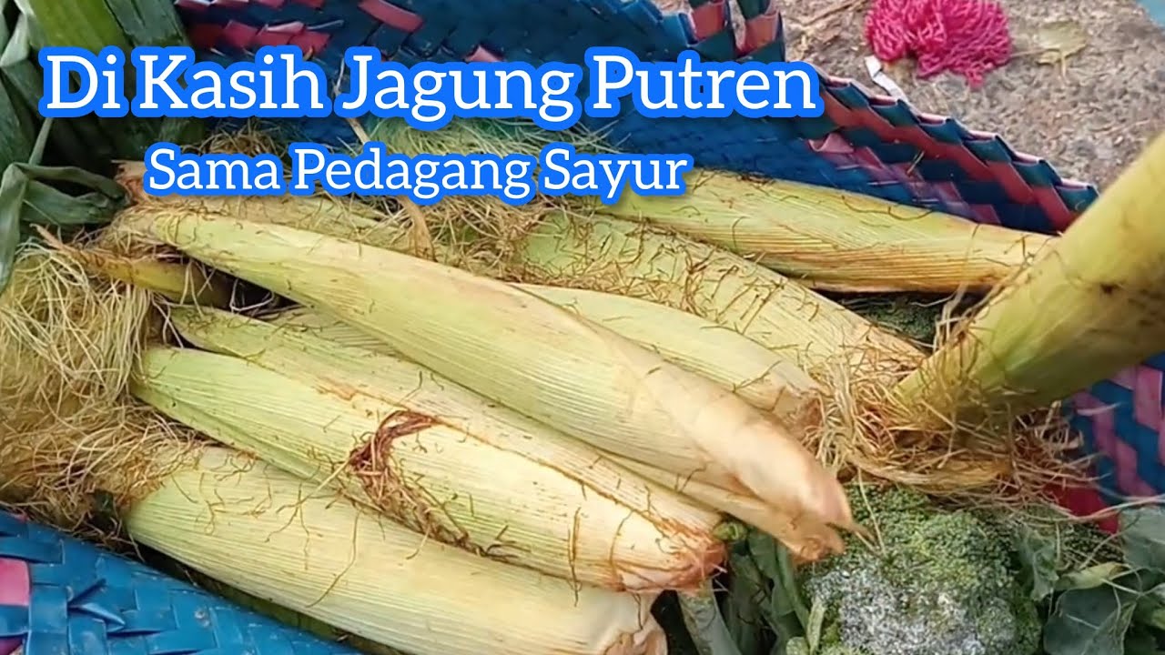Dikasih JAGUNG PUTREN sama Pedagang Sayur 😇🤠 - YouTube