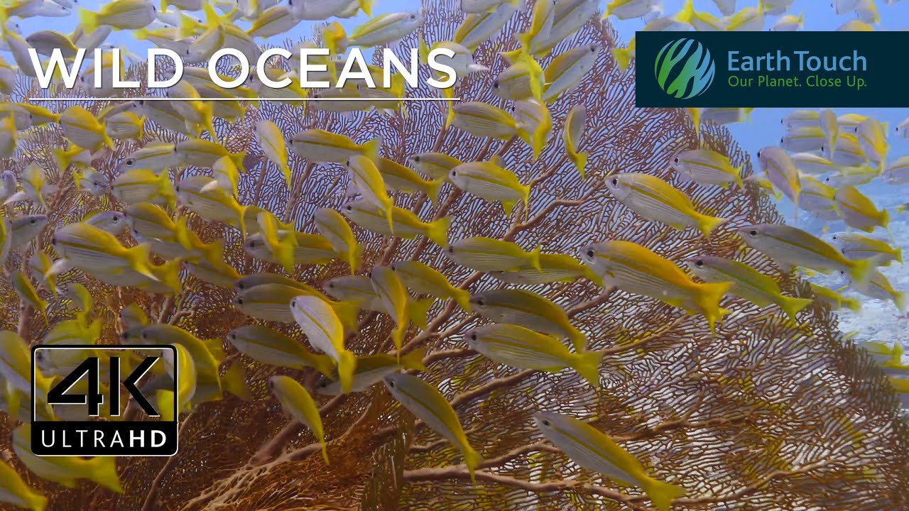 Sea fans, barracuda & a giant clam in 4K - YouTube