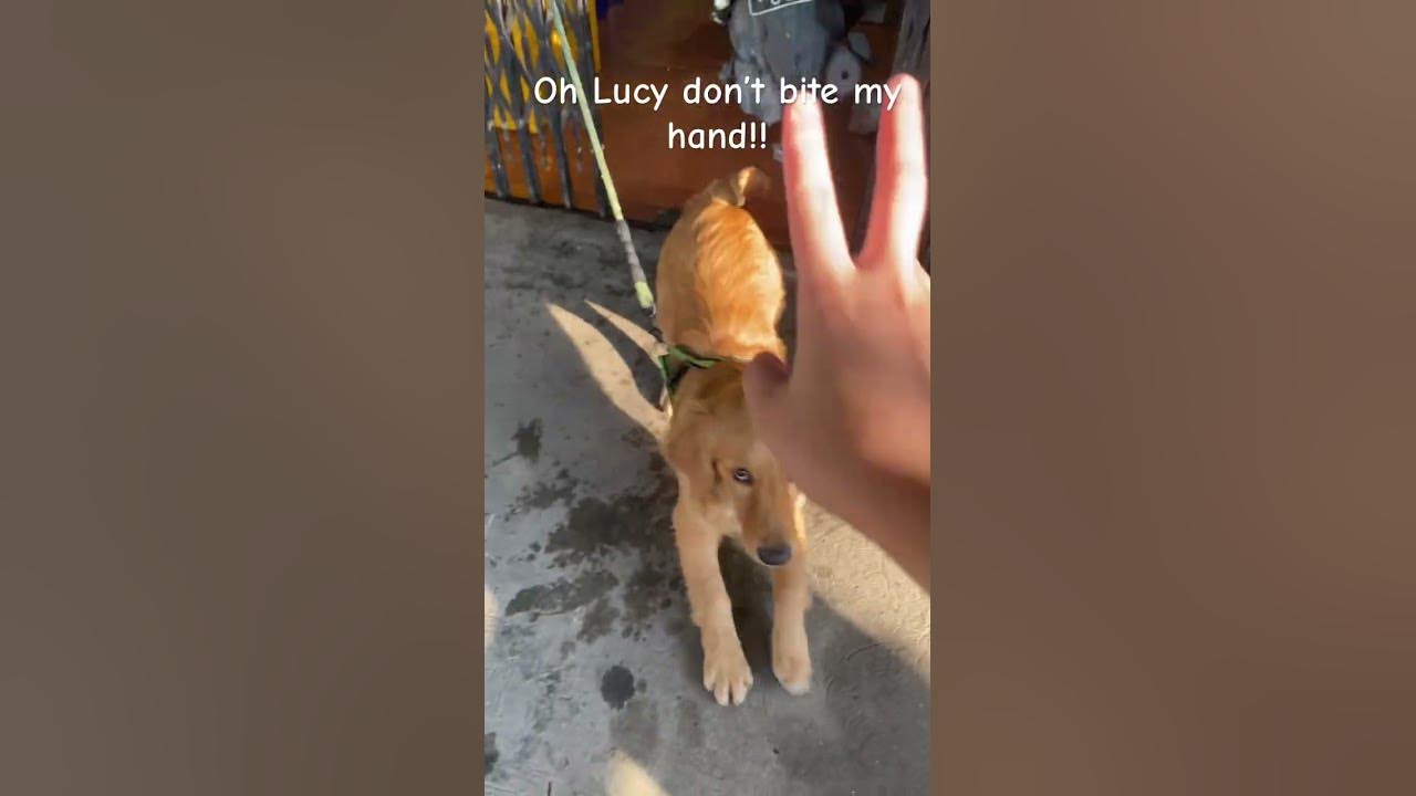 DONT bite my hand off! #dog #pets - YouTube