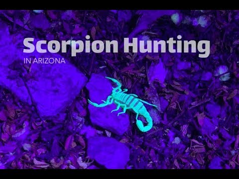 Scorpion Hunting in the Arizona Desert - Finding the Most Venomous ...