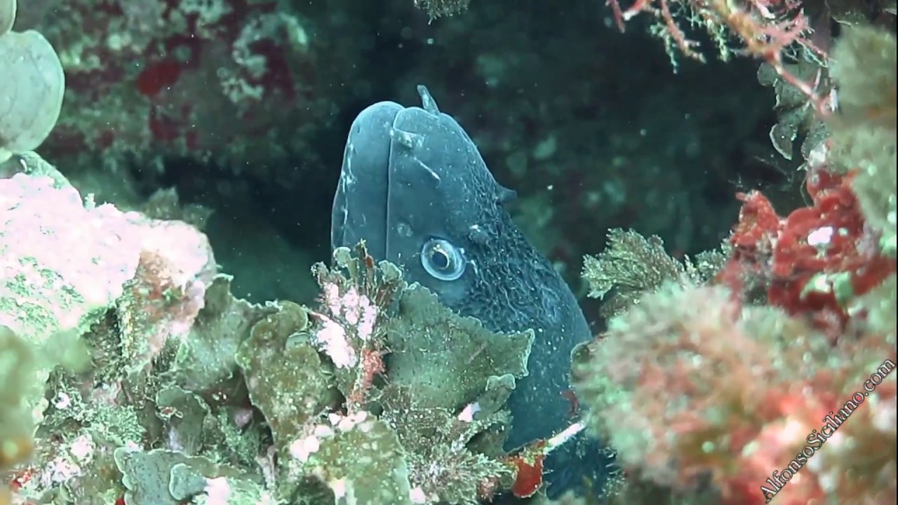 Muraena helena, Mediterranean moray or Moray eel, Murena - YouTube