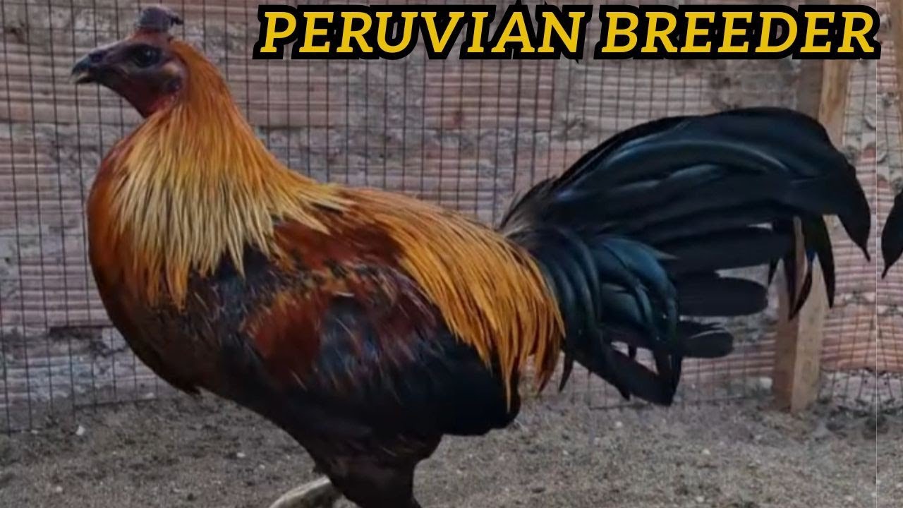 White Black Peruvian Breeder Jesus Quiroz Farm - YouTube