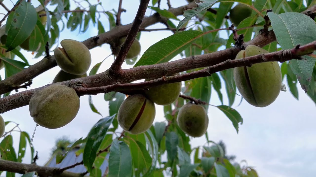 Amandel (Prunus dulcis 'Robijn') in nederland, grote oogsten! - YouTube
