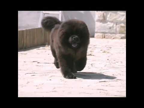 Yan Huang Chow Chow and Tibetan MastiffYan Huang Chow Chow and Tibetan ...