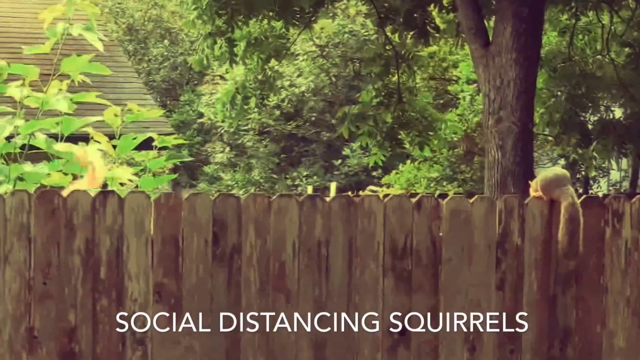 Social Distancing Squirrels - YouTube