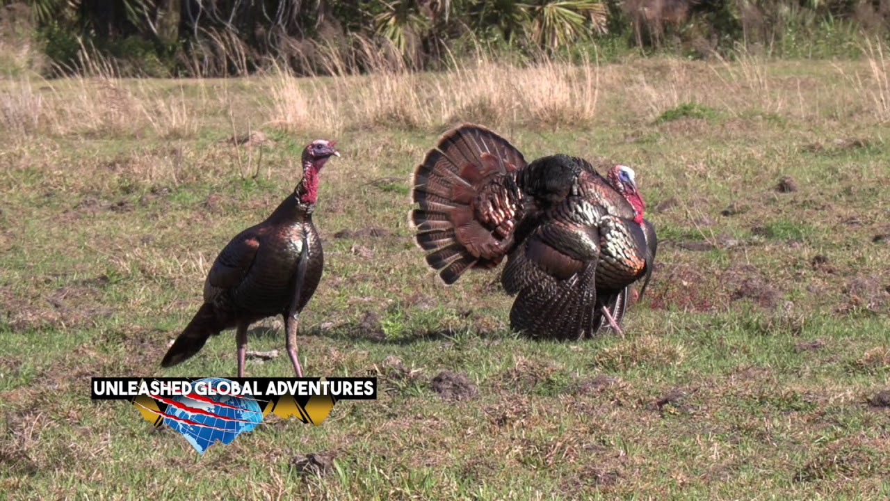 Rocky Boots goes Osceola Turkey Hunting in Florida - YouTube