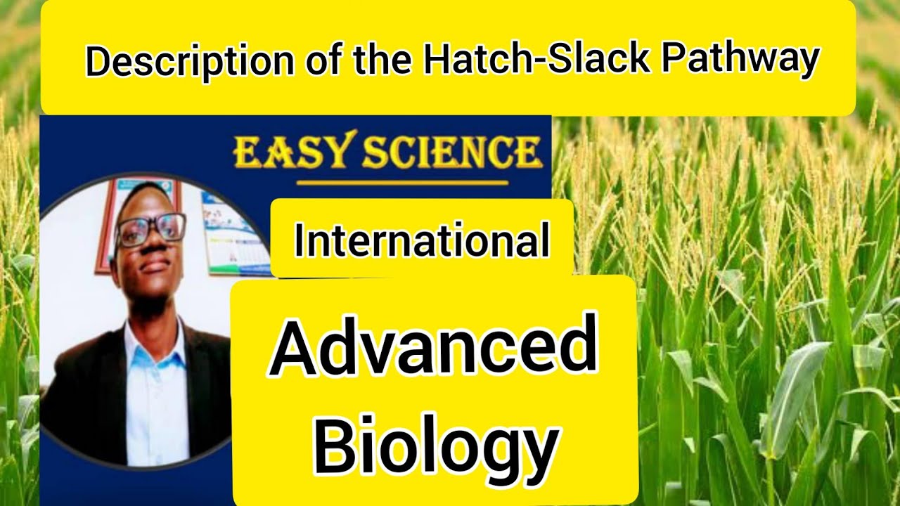 How to describe the Biochemistry of C4 plants/Hatch-Slack Pathway ...