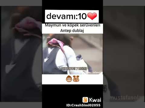 maymun vs köpek seriveni
