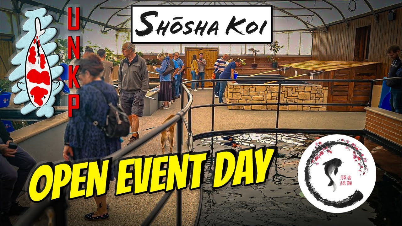 An AMAZING New Koi Store - SHOSHA KOI Opening Day - YouTube