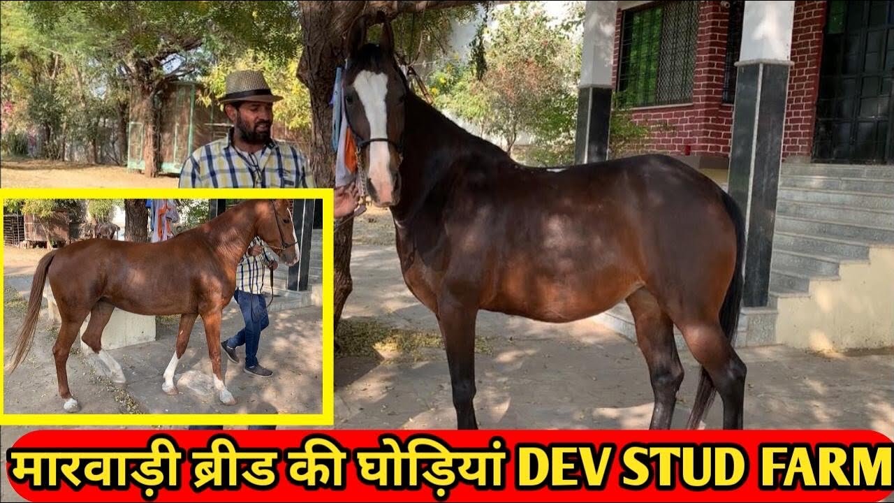 मारवाड़ी ब्रीड की घोड़ियाँ / dev stud farm - YouTube