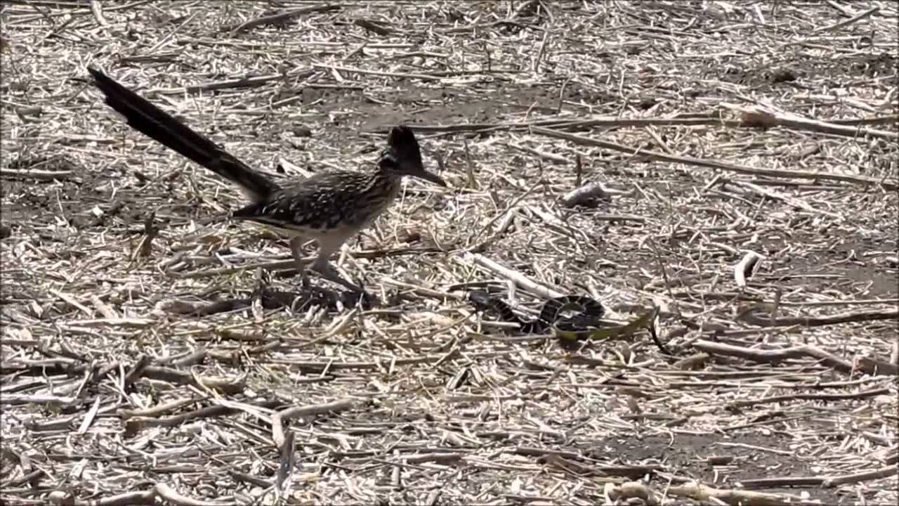 1 Rubber snake and a road runner - YouTube