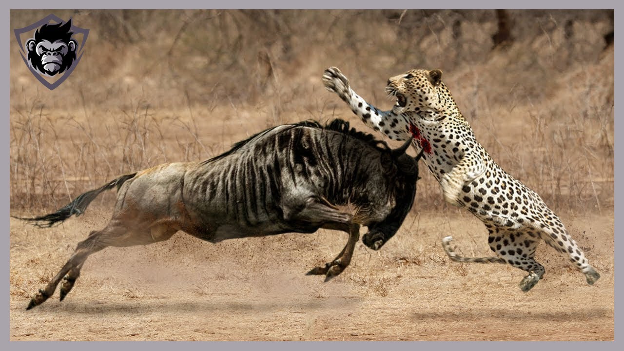 10 Painful Moments! Injured Predators While Hunting, Fail Before The ...