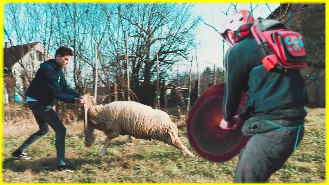 2 COVJEKA 1 OVCA 🐏 (Gone wrong!) - YouTube
