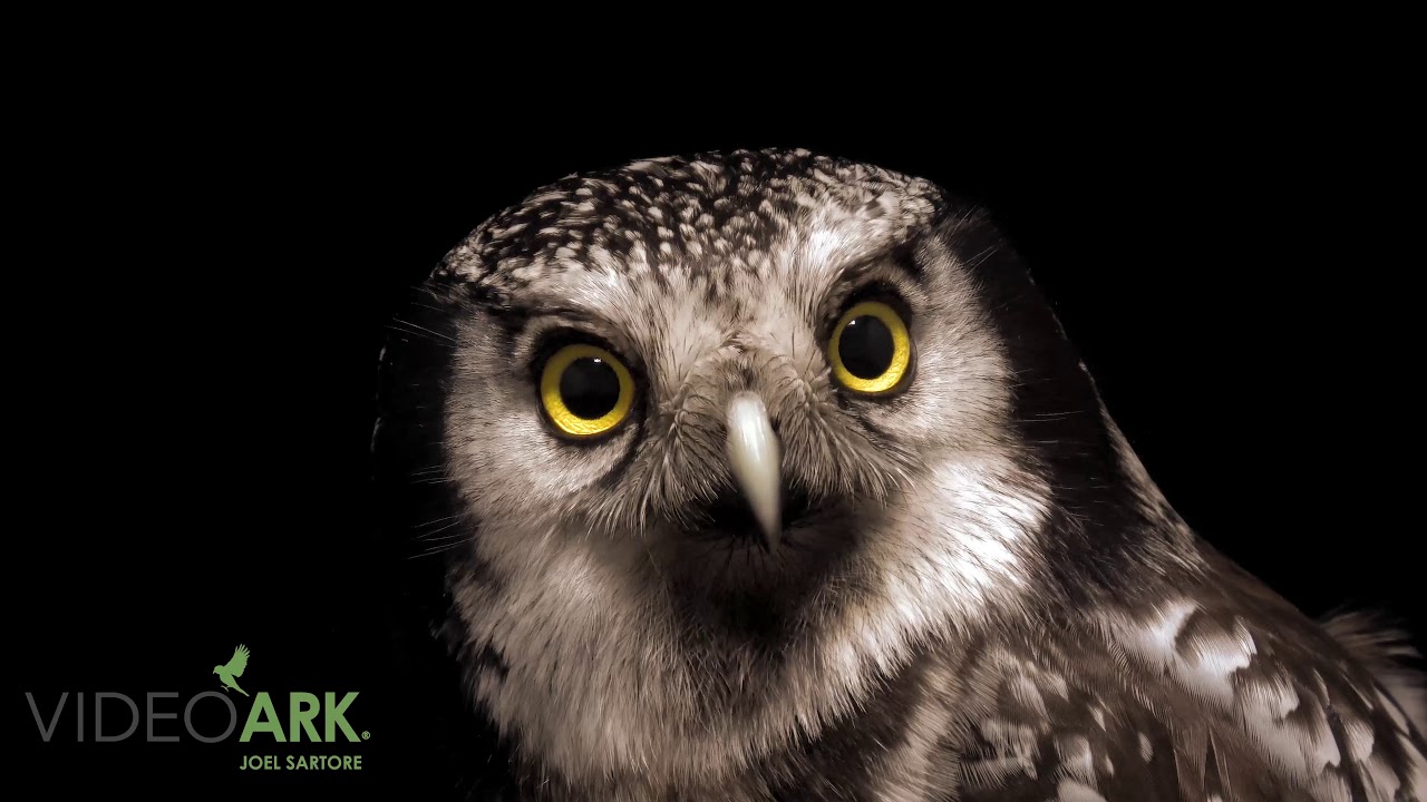 A Eurasian hawk owl (Surnia ulula ulula) at Wroclaw Zoo. - YouTube