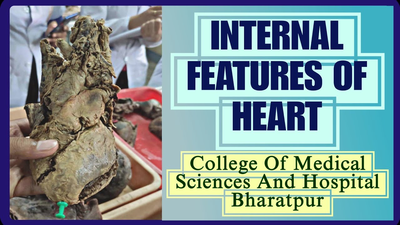 CVS Anatomy: Internal Features of Human Heart [MBBS 26th Batch, CMS ...