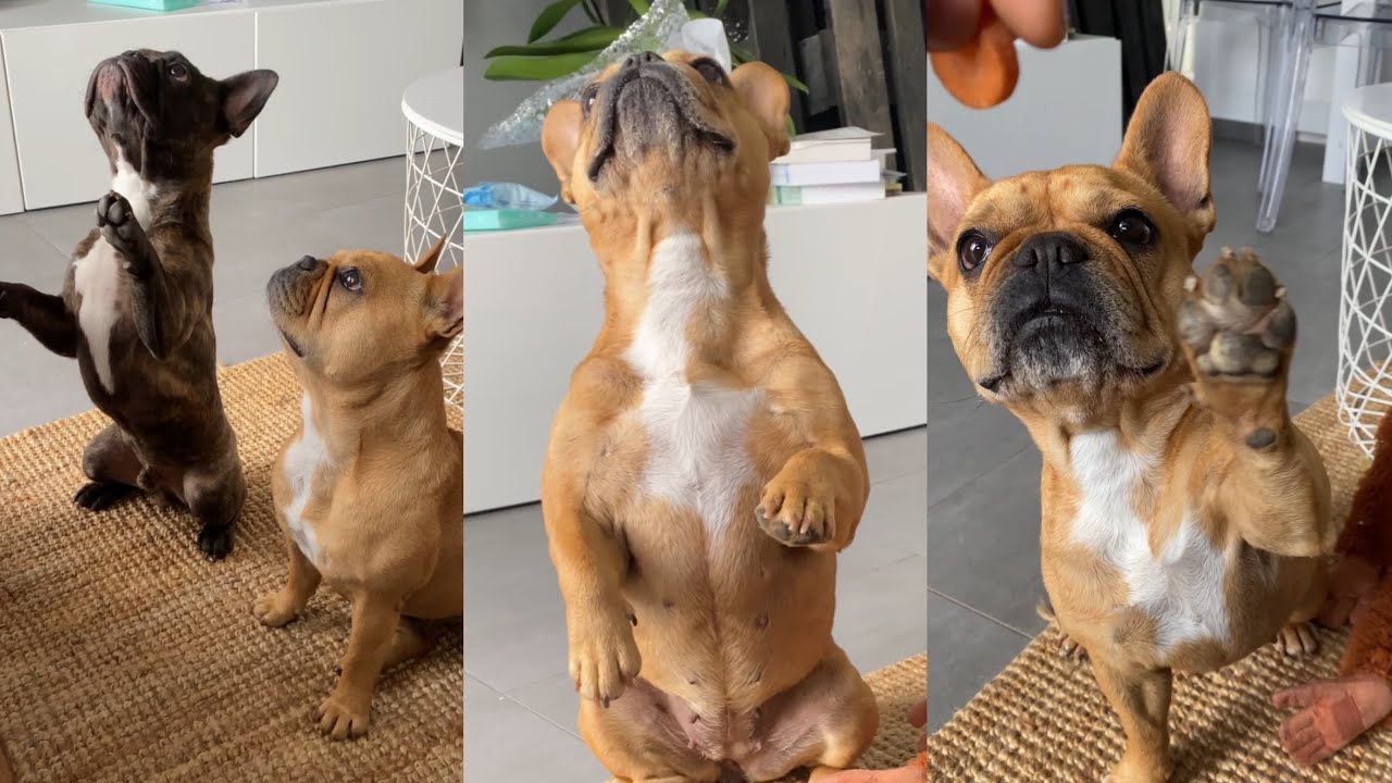 Cute Frenchies Doing Tricks - YouTube
