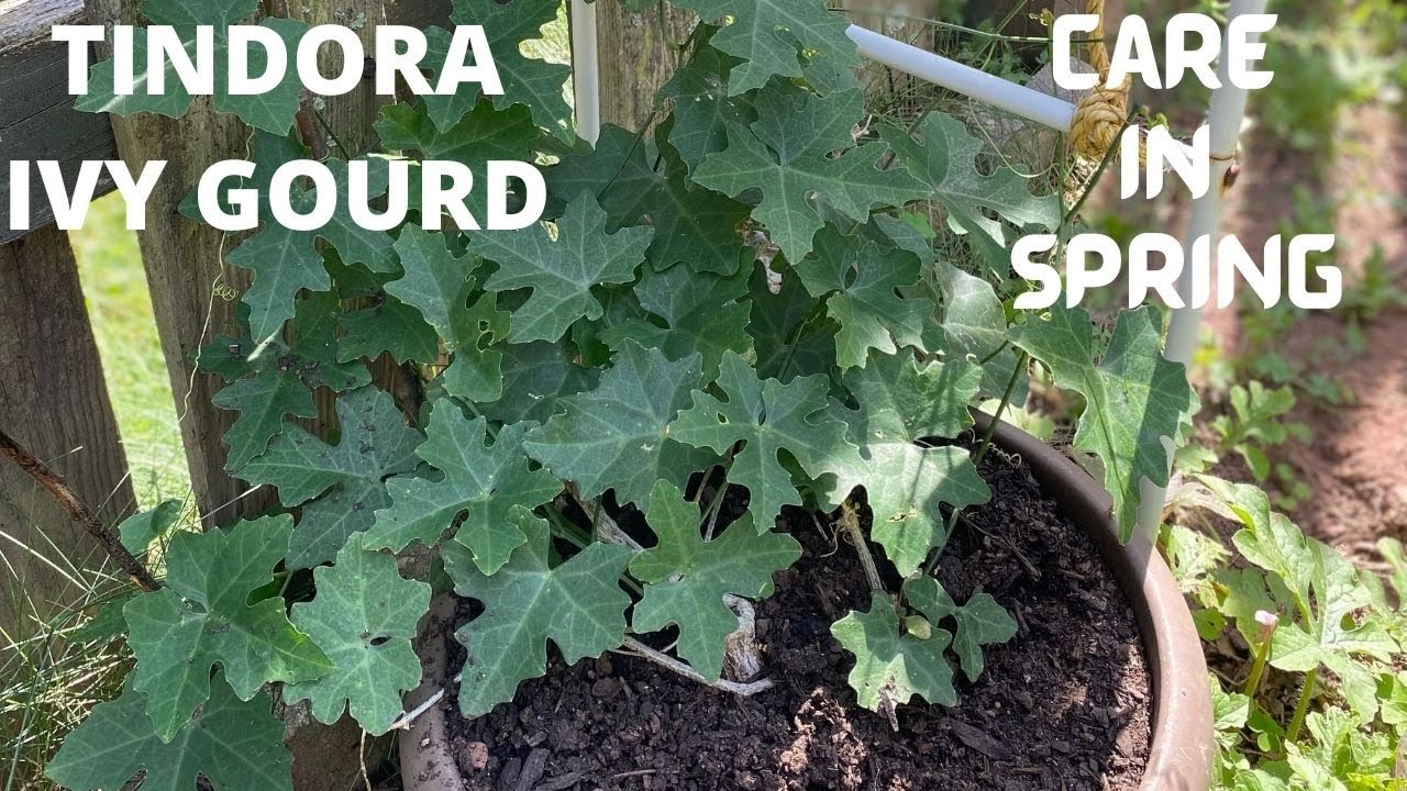 How to care for Tindora II Ivy Gourd II Koval II in Spring and Summer ...