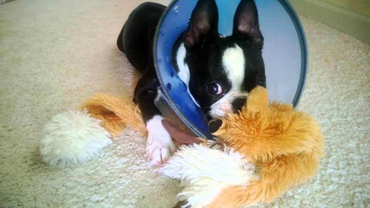 Smee the silly Boston Terrier - YouTube