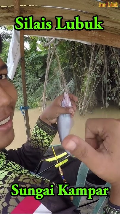 Ikan Silais Lubuk Sungai Kampar #Shorts - YouTube